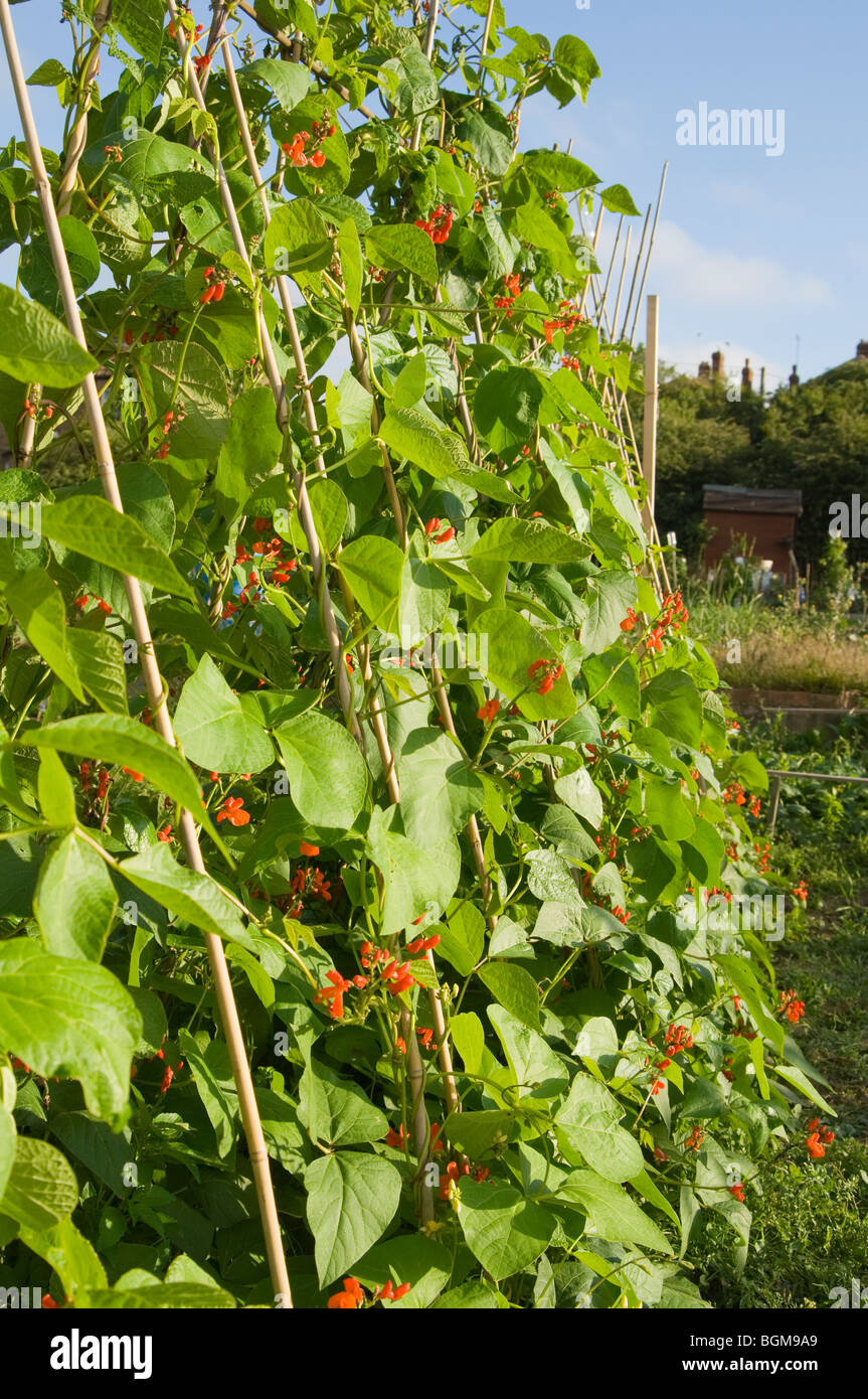 Runner beans (Phaseolus coccineus, Fabaceae) growing up bamboo canes on ...