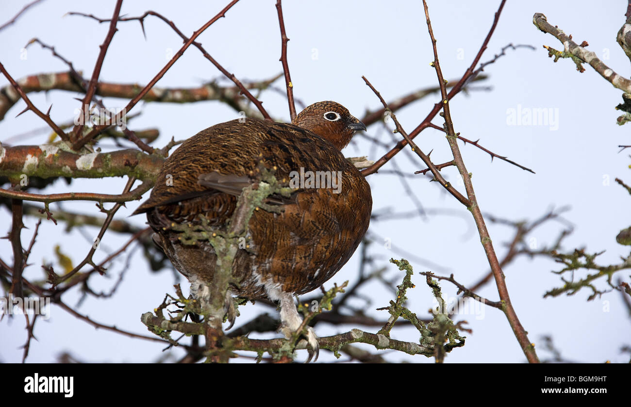 Shot grouse hi-res stock photography and images - Alamy