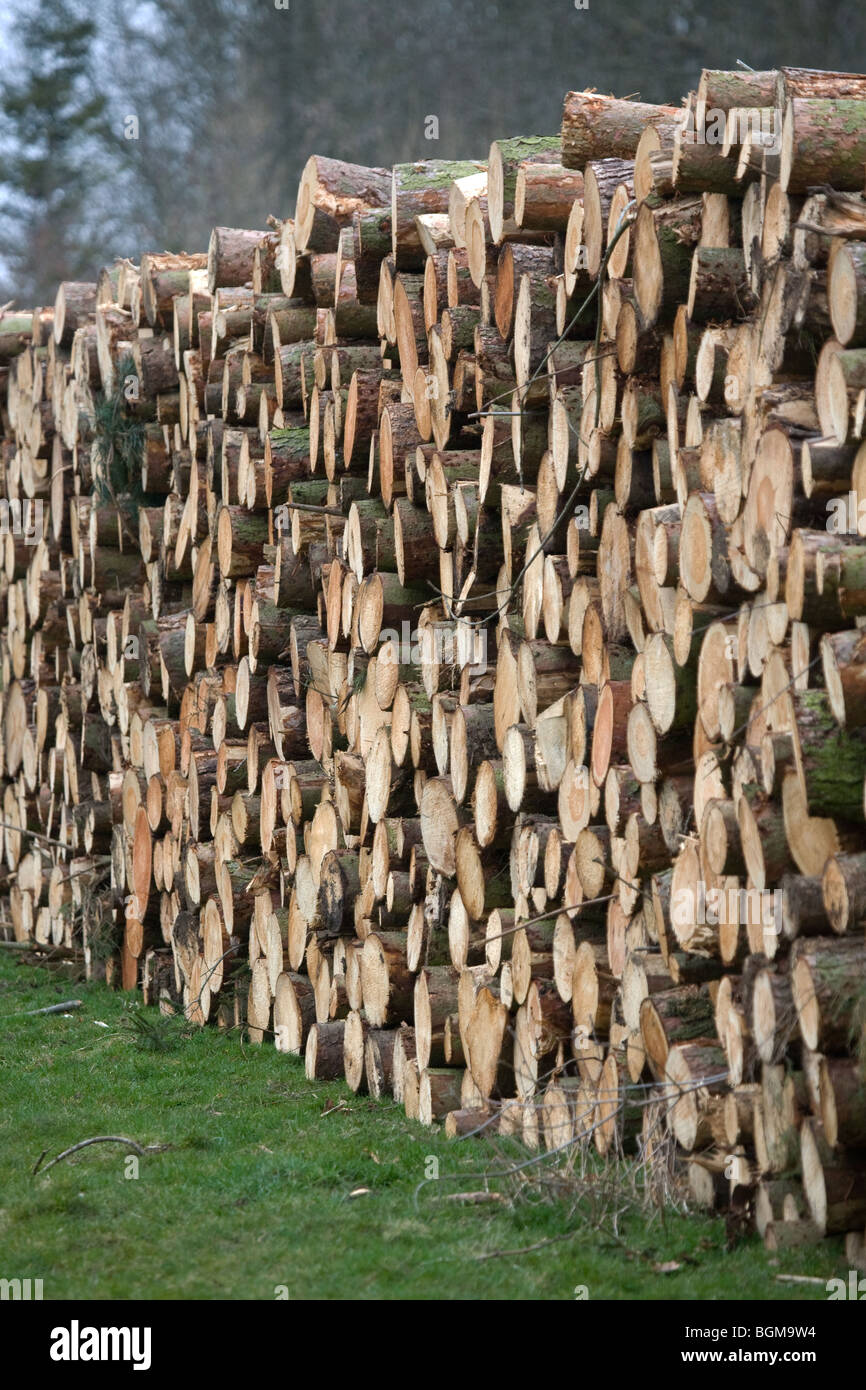 Stacked felled trees hi-res stock photography and images - Alamy