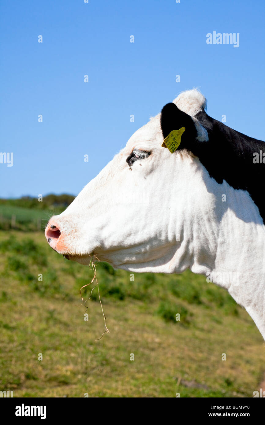 British Friesian Cow, South Hams, Devon, England, UK Stock Photo - Alamy