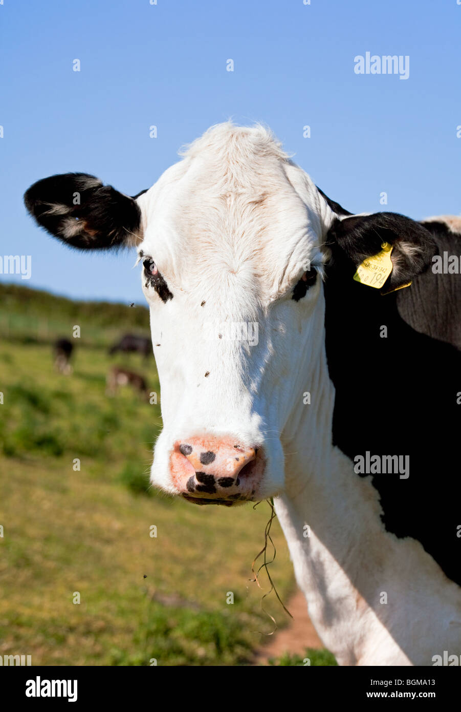 Friesian Cow Eating Grass High Resolution Stock Photography and Images ...