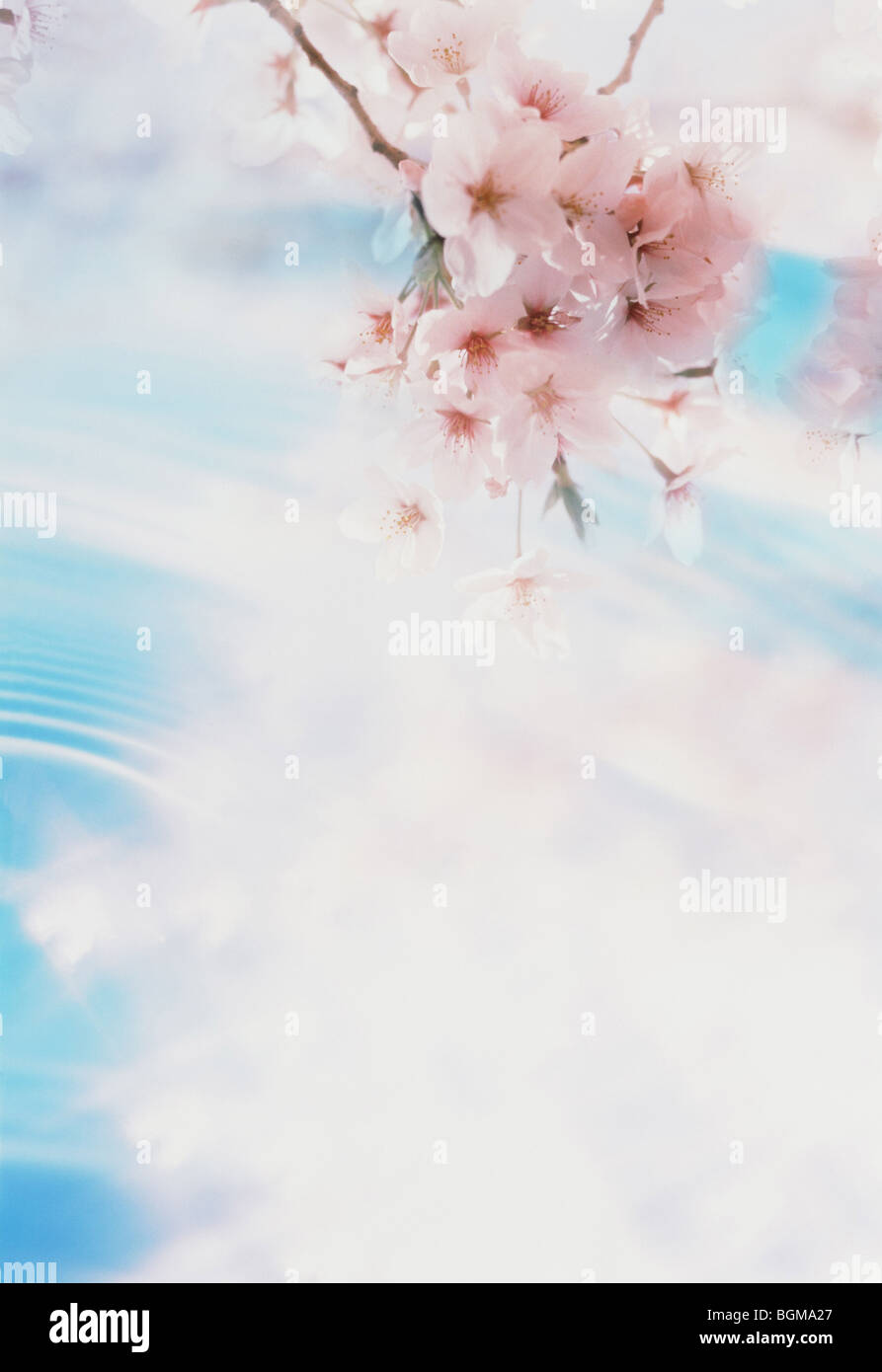 Cherry blossom over water Stock Photo - Alamy