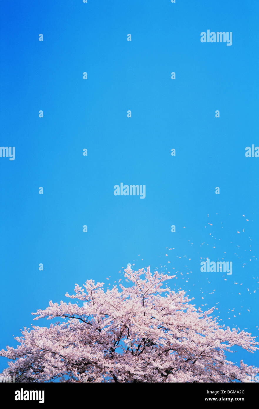 Trees in full cherry hi-res stock photography and images - Alamy