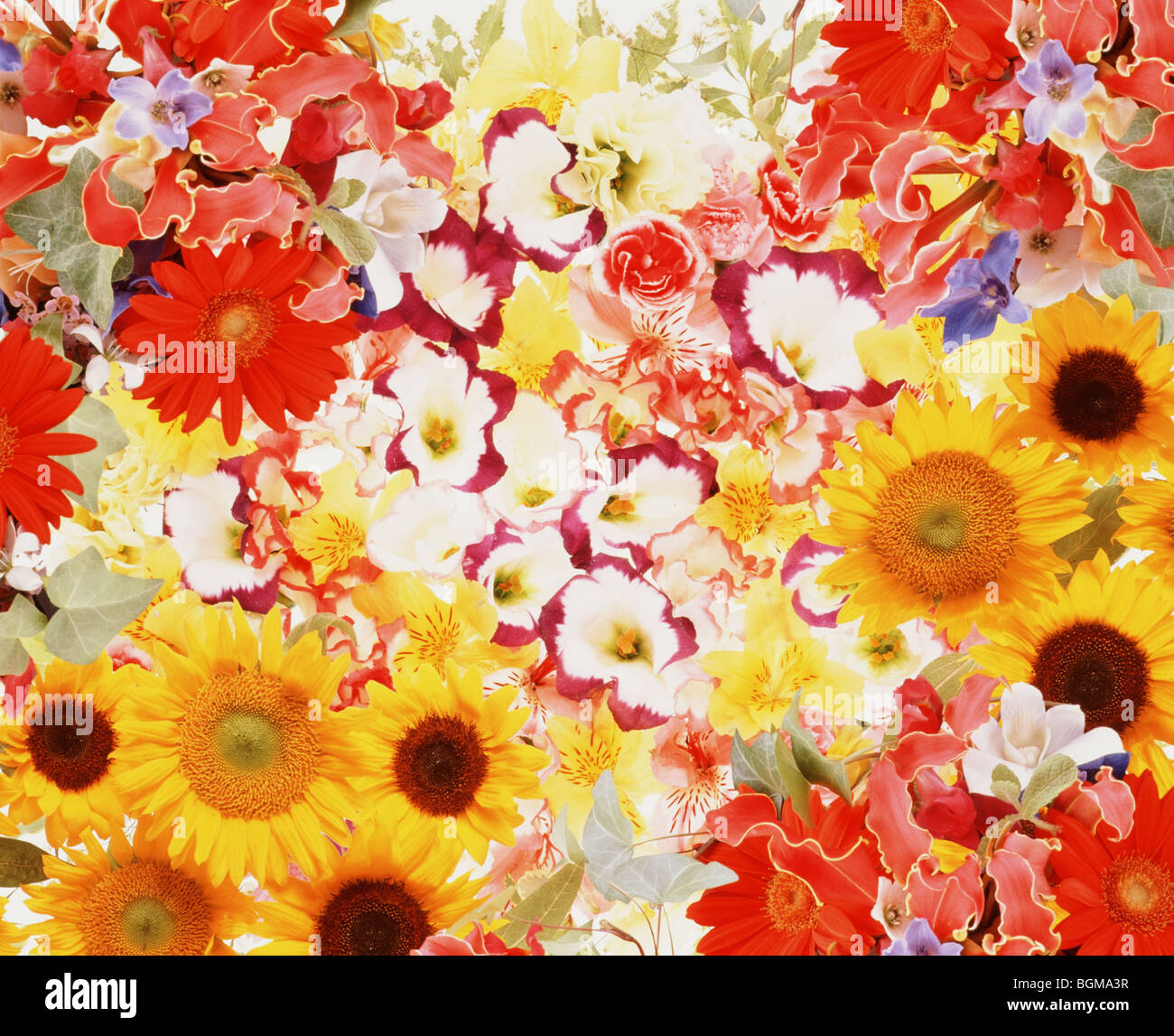A large group of various flowers Stock Photo - Alamy