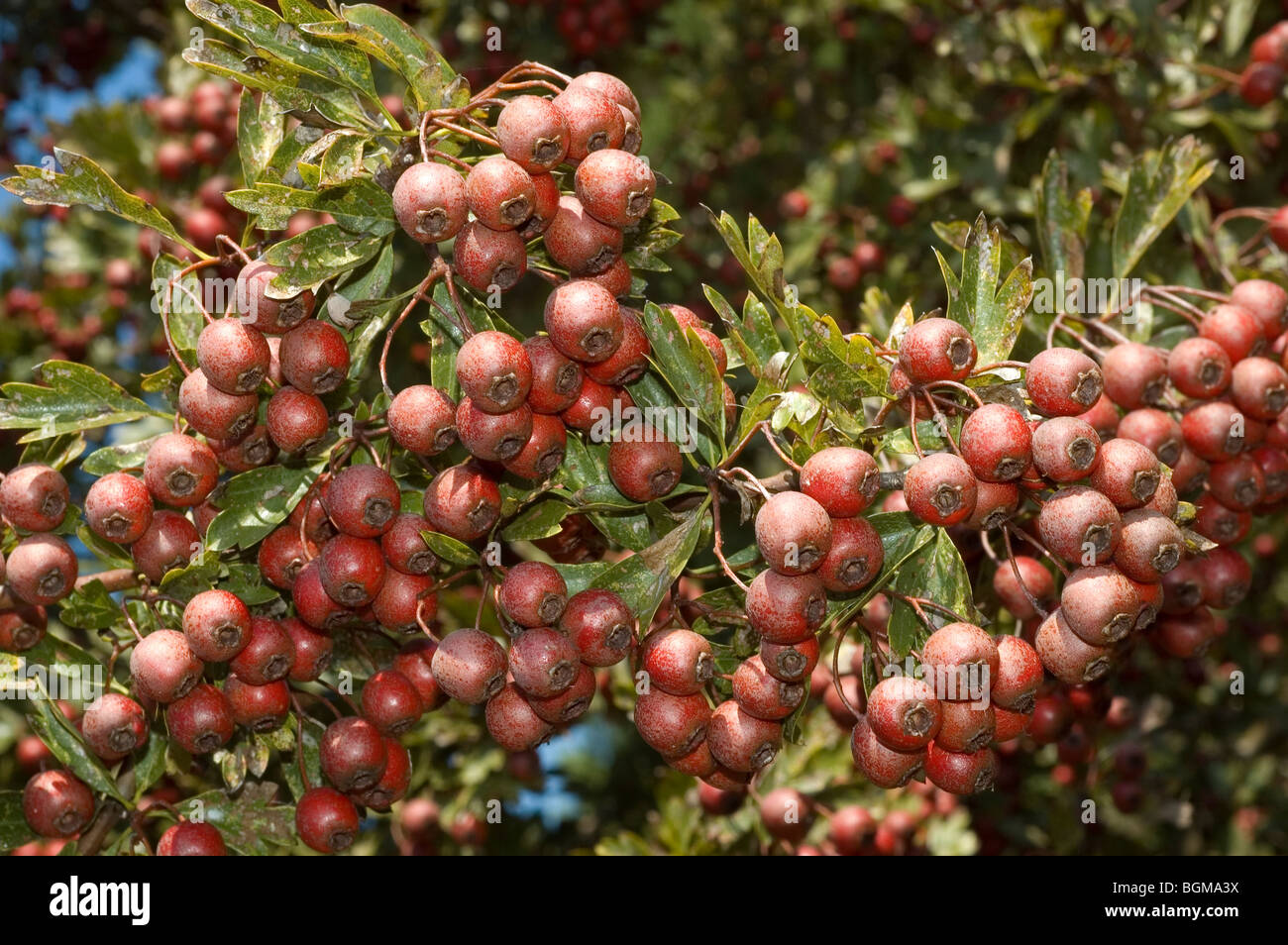 Common Hawthorn fruits (Crataegus monogyna Stock Photo - Alamy