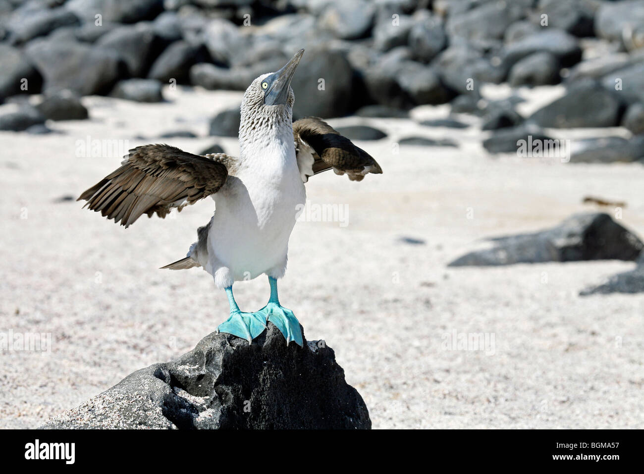 Blue footed booby bird hi-res stock photography and images - Alamy
