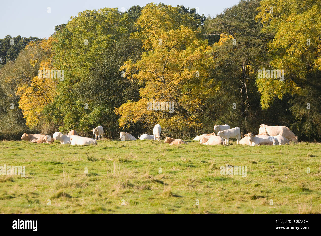 Cattle laying down hi-res stock photography and images - Alamy