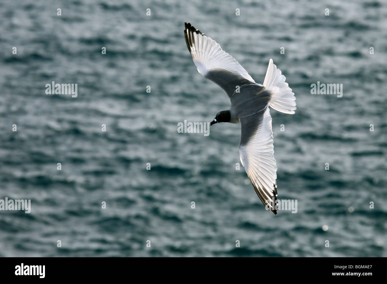 Swallow flying over water hi-res stock photography and images - Alamy