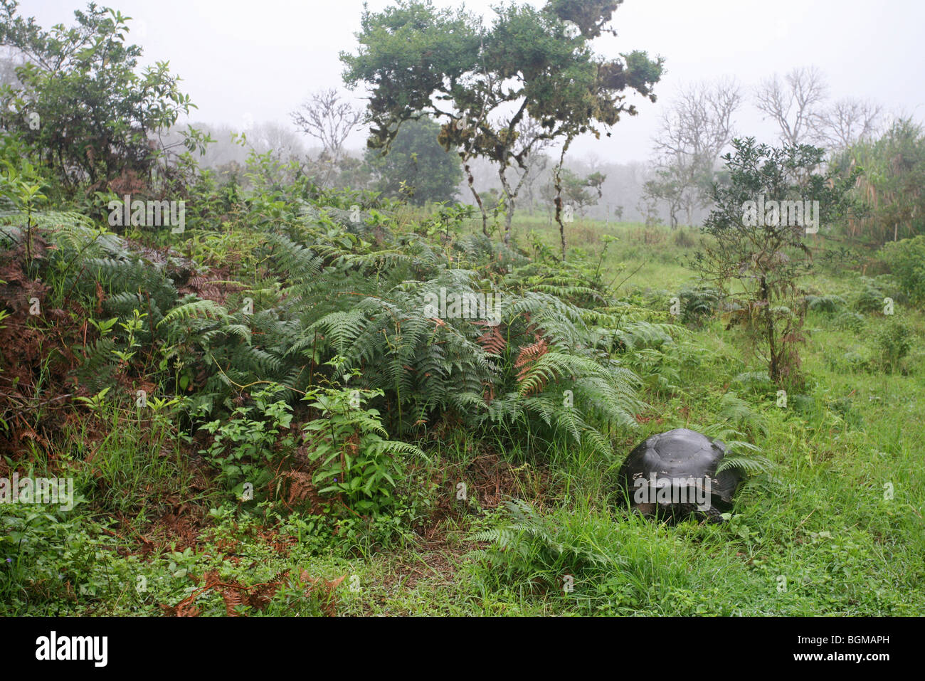 Galapagos giant tortoise (Geochelone elephantopus / Chelonoidis nigra ...