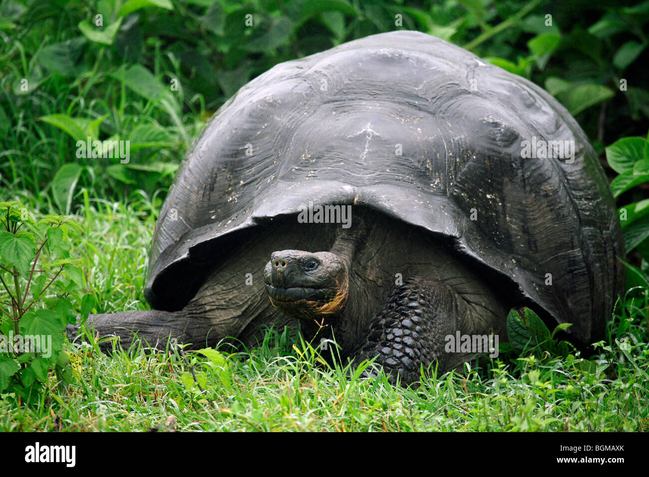 Galapagos giant tortoise (Geochelone elephantopus / Chelonoidis nigra ...