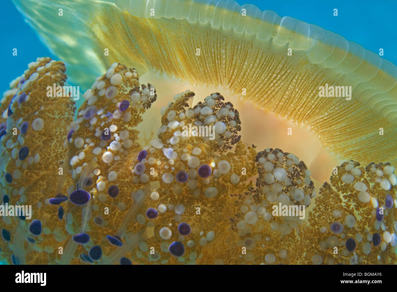 cotylorhiza tuberculata jellyfish Stock Photo - Alamy