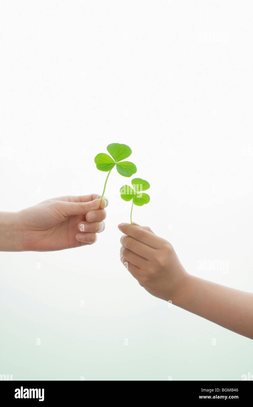 Two hands holding clover leaves Stock Photo - Alamy