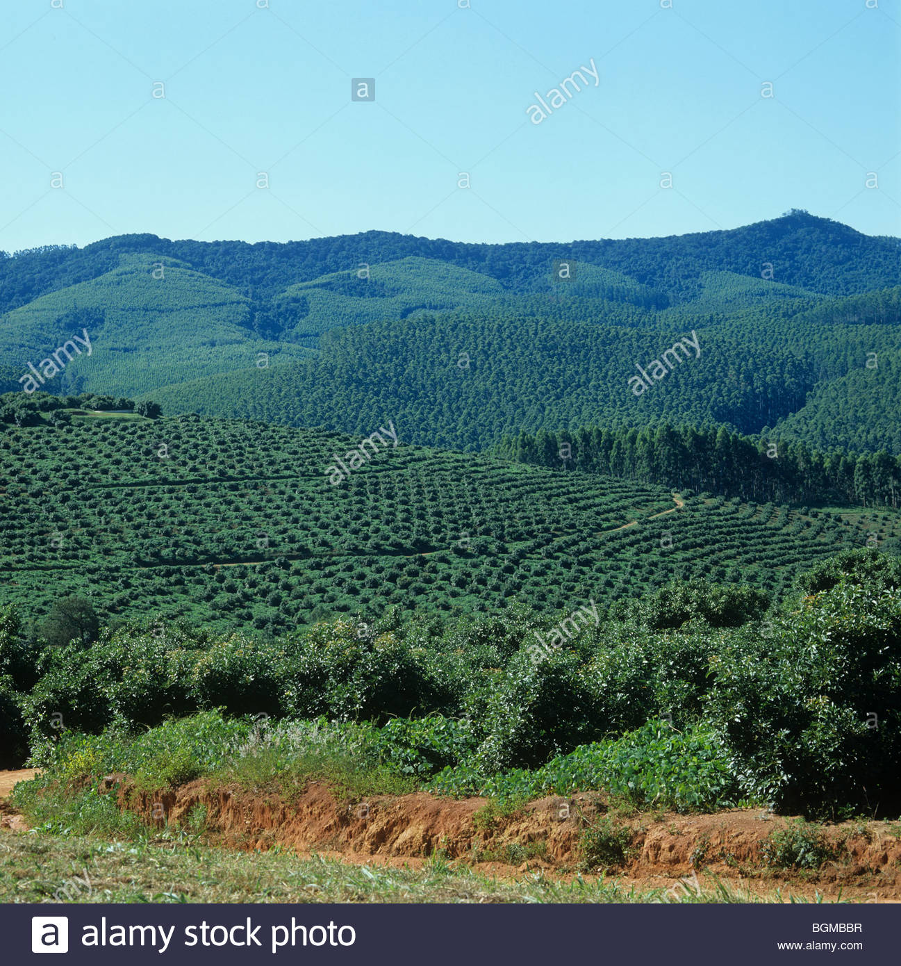 Orchards High Resolution Stock Photography and Images - Alamy