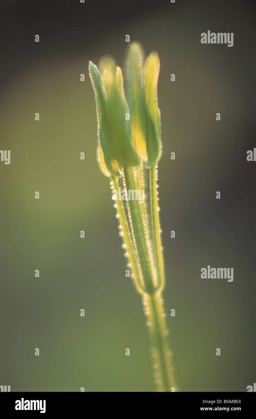 A sprout with morning dew Stock Photo - Alamy