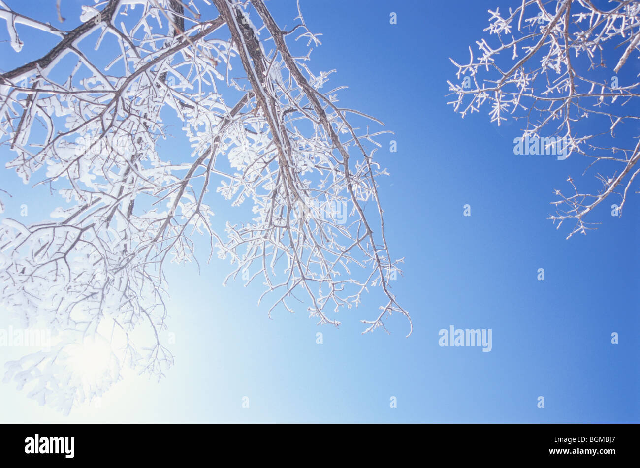 Snow Covered Branches. Chino Nagano Prefecture Japan Stock Photo - Alamy