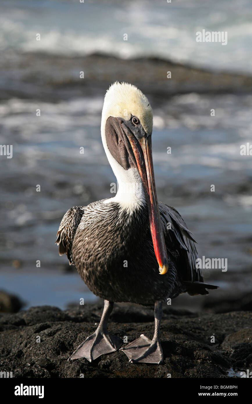 Brown pelican (Pelecanus occidentalis) resting on beach, Puerto Egas on ...