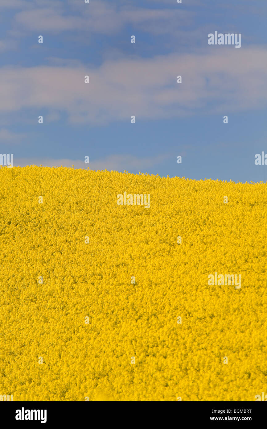 A Field Of Oilseed Rape Stock Photo - Alamy