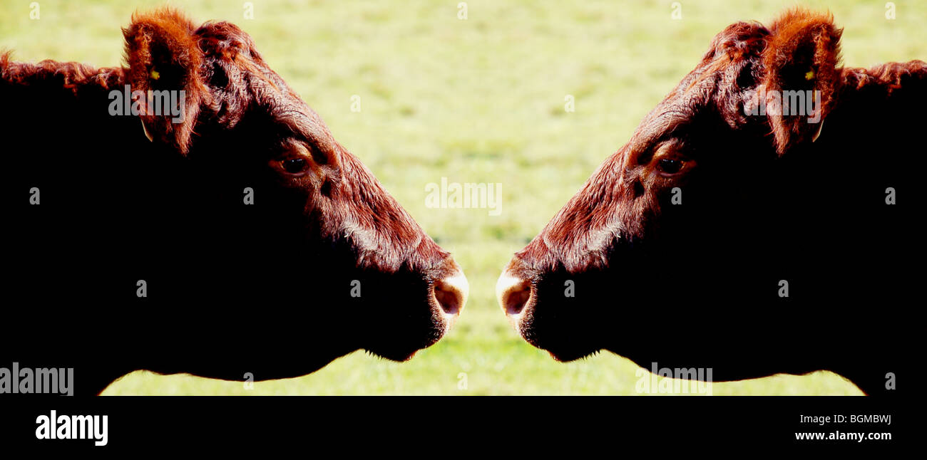 Kissing cows hi-res stock photography and images - Alamy