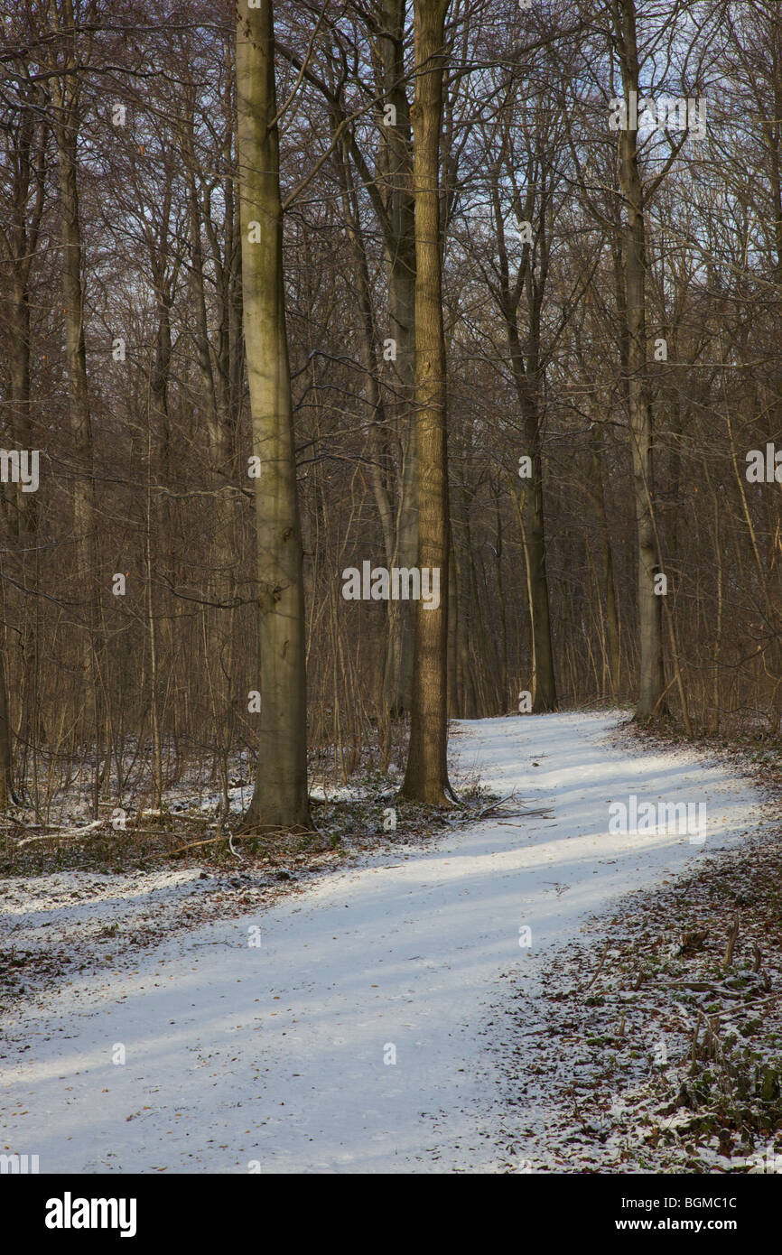 Snow covered path in Bramham Park Estate Stock Photo - Alamy