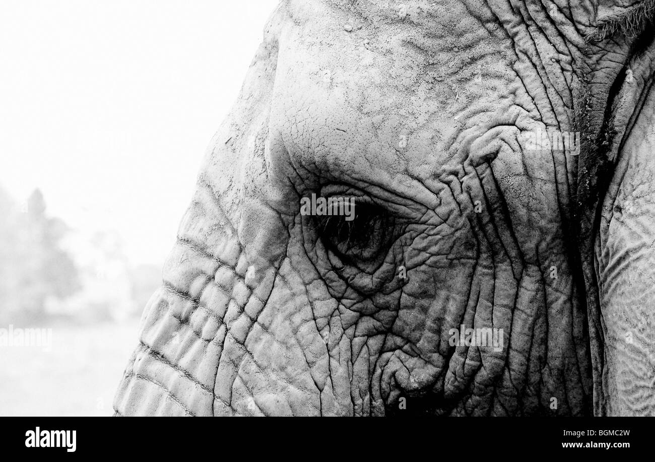 Very old elephant Black and White Stock Photos & Images - Alamy