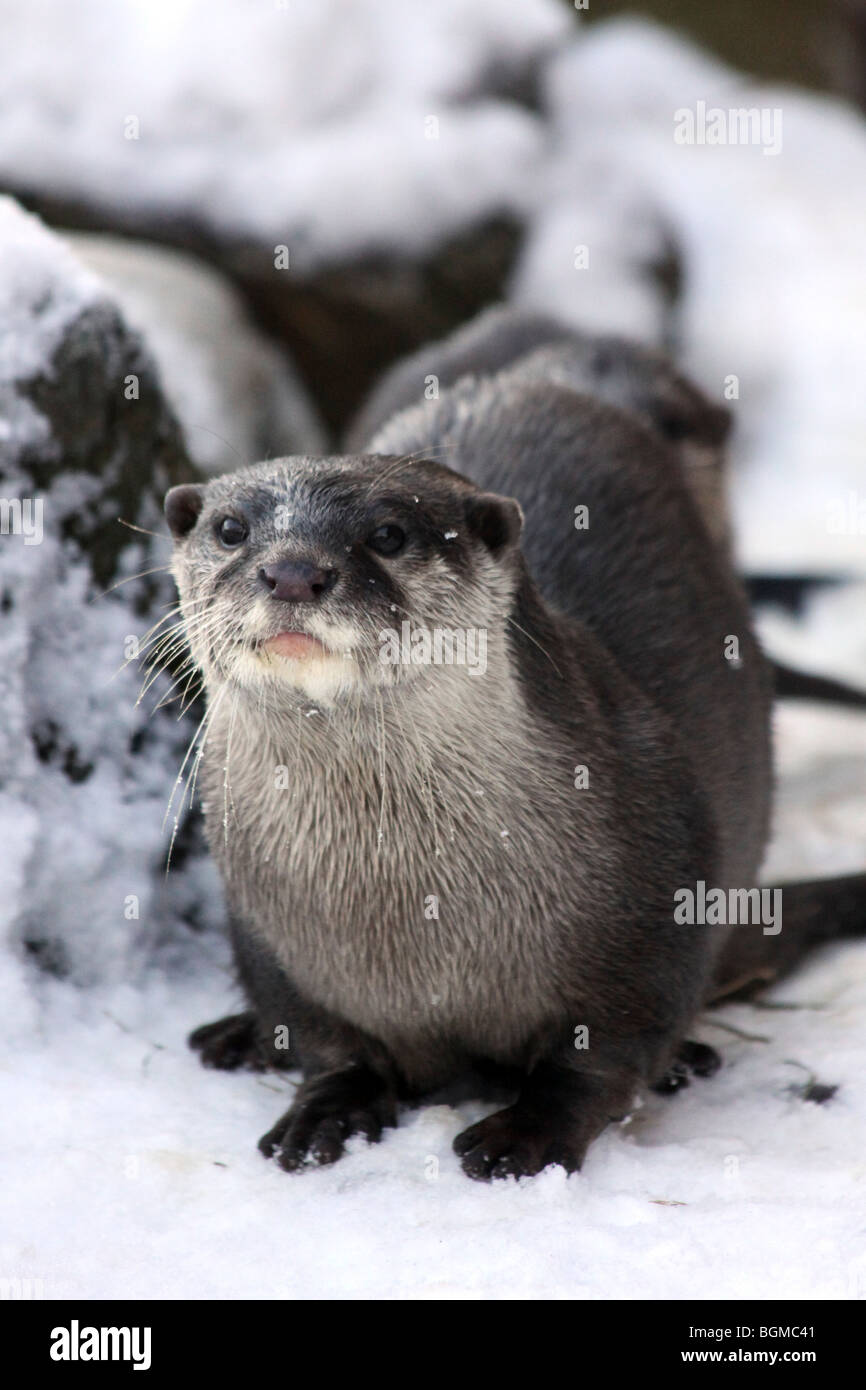 Otter snow hi-res stock photography and images - Alamy