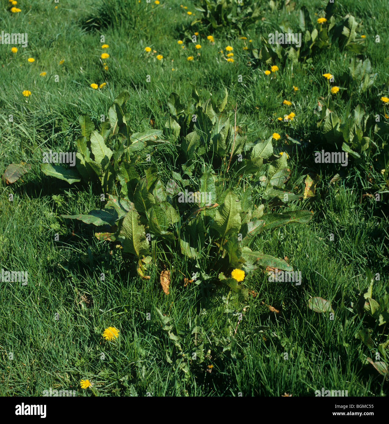 Dock weed rumex hi-res stock photography and images - Alamy