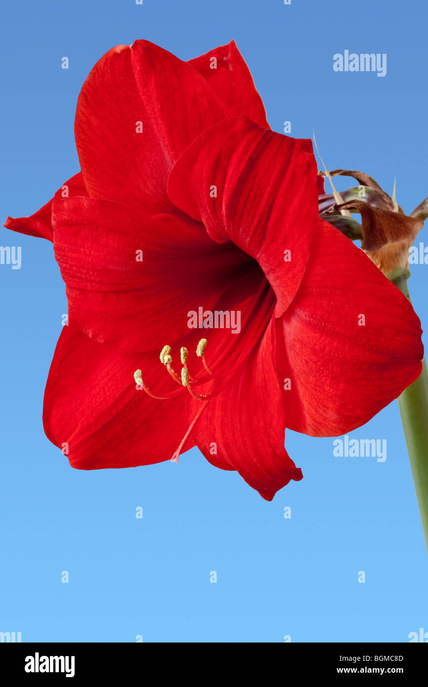 Hippeastrum red lion hi-res stock photography and images - Alamy