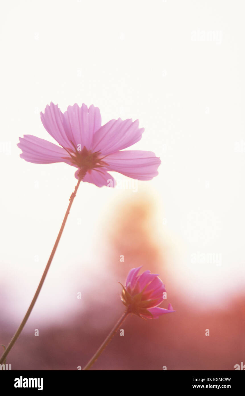 Chino close up hi-res stock photography and images - Alamy