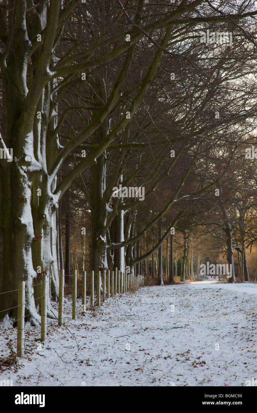 Access road in snow on Bramham Park Estate Stock Photo - Alamy