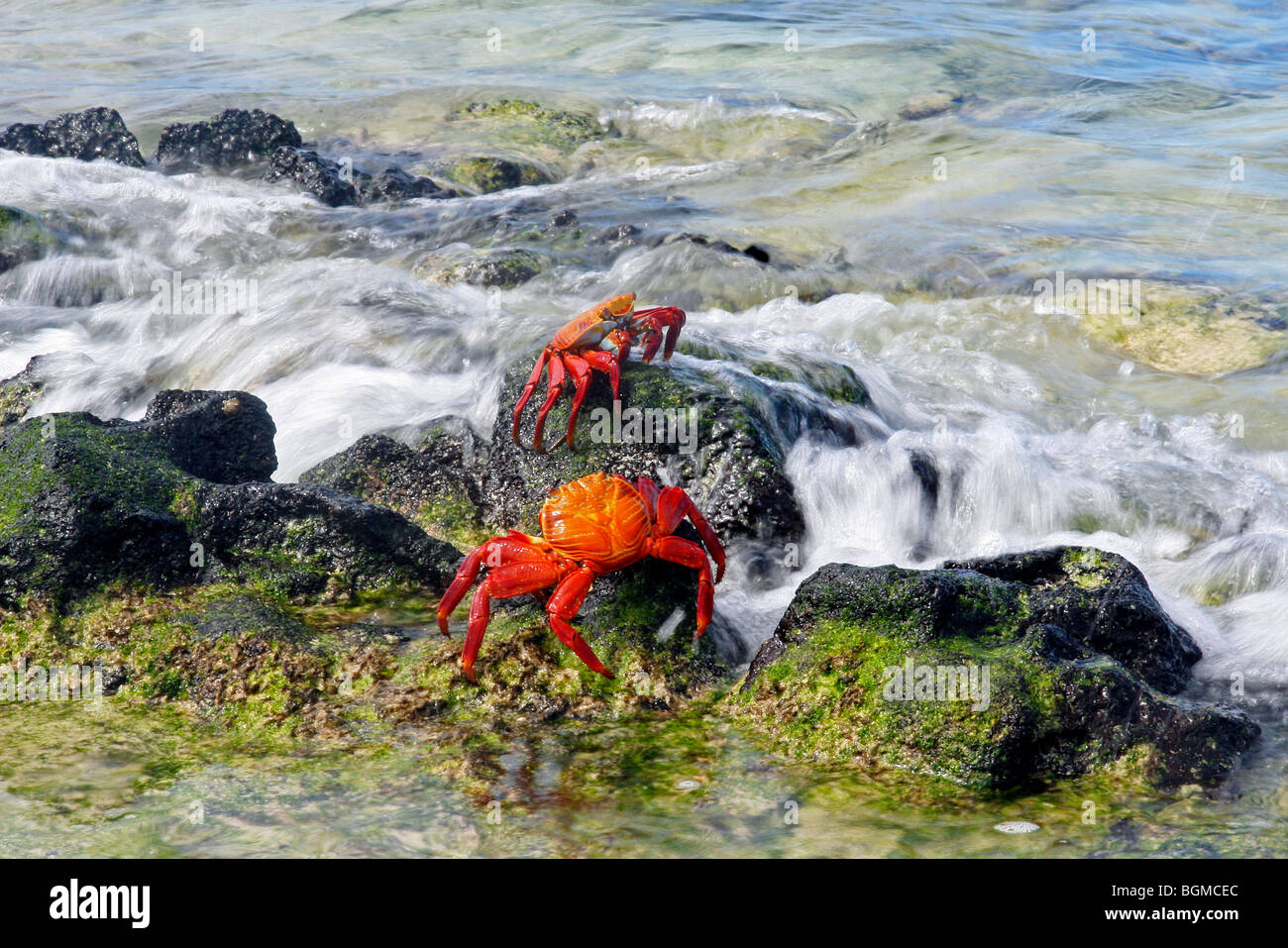 Red crabs beach hi-res stock photography and images - Alamy
