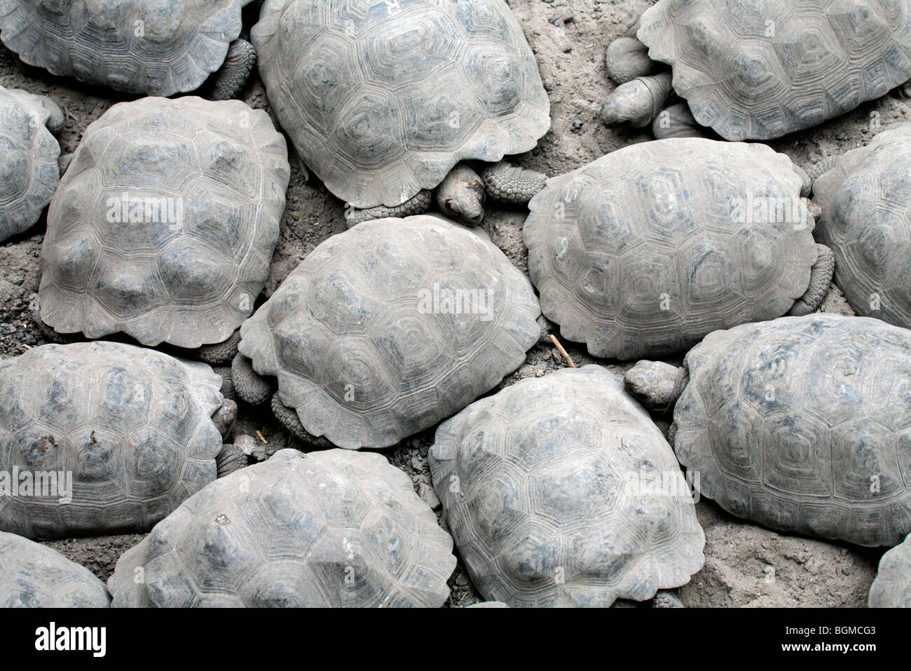 Baby Galapagos giant tortoises (Geochelone elephantopus / Chelonoidis ...