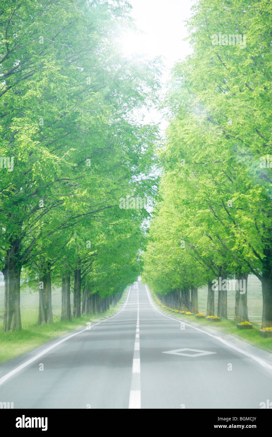 Tree lined road Stock Photo - Alamy