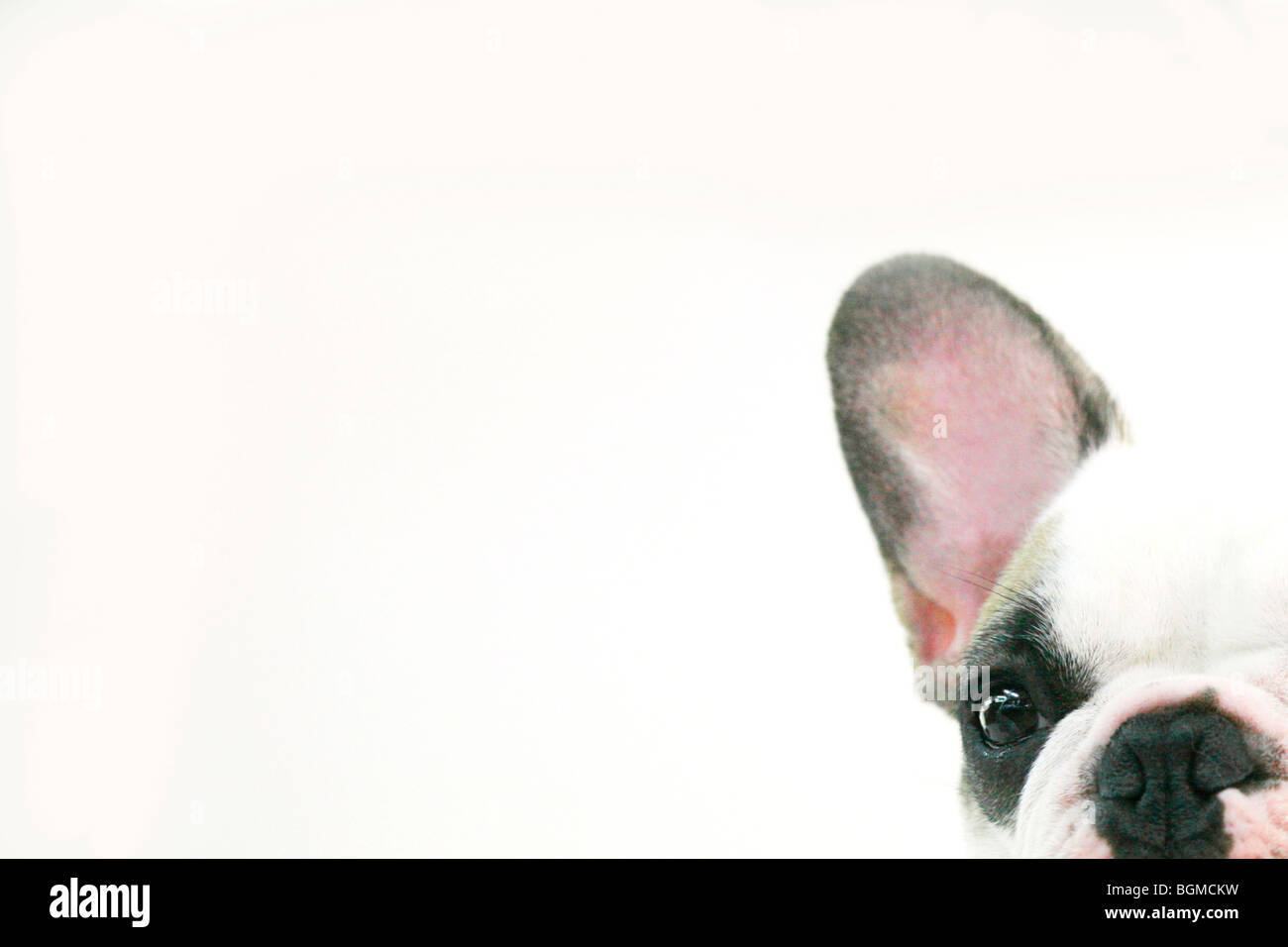 Dogs hi-res stock photography and images - Alamy