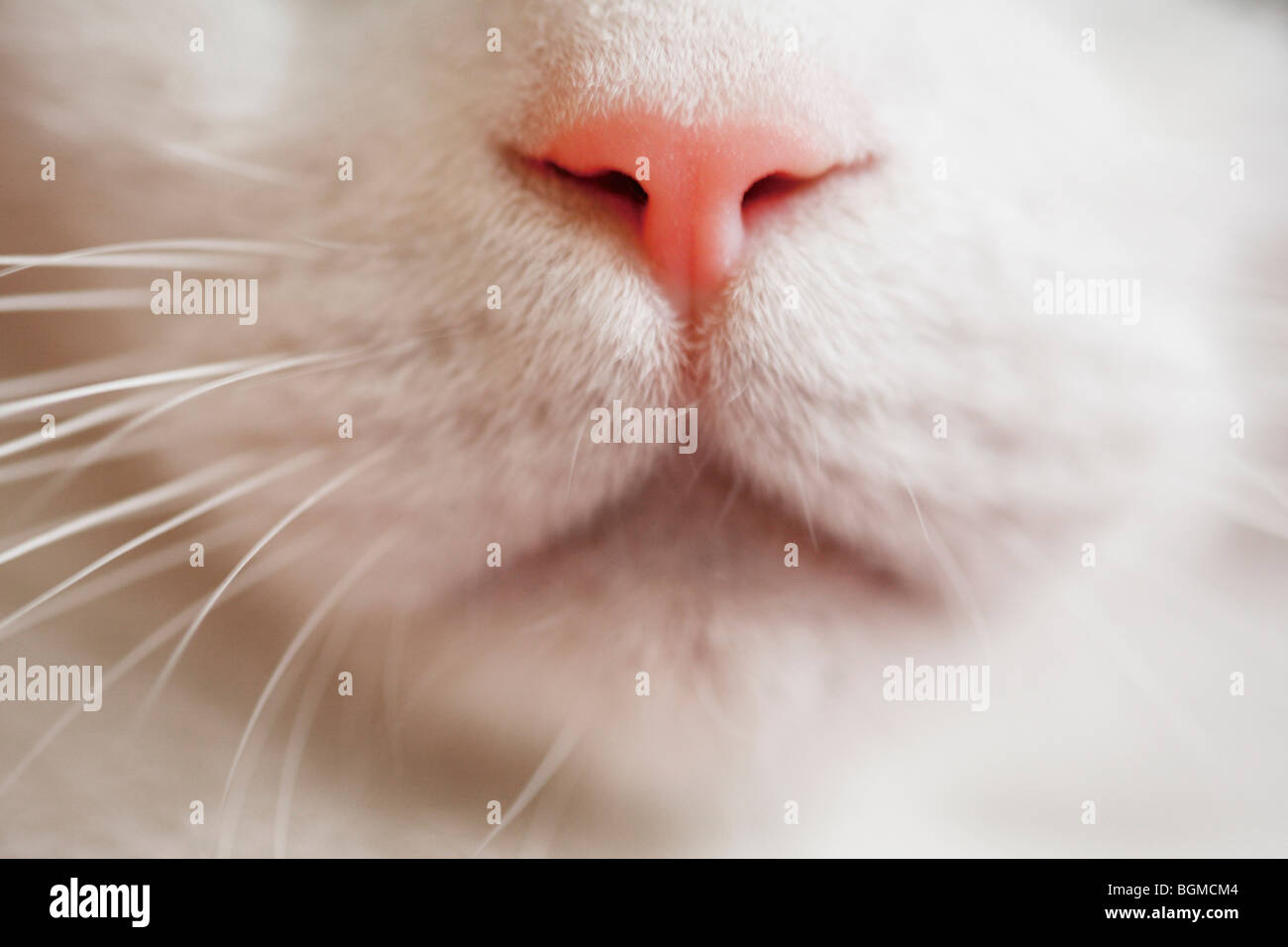 Cats face hi-res stock photography and images - Alamy