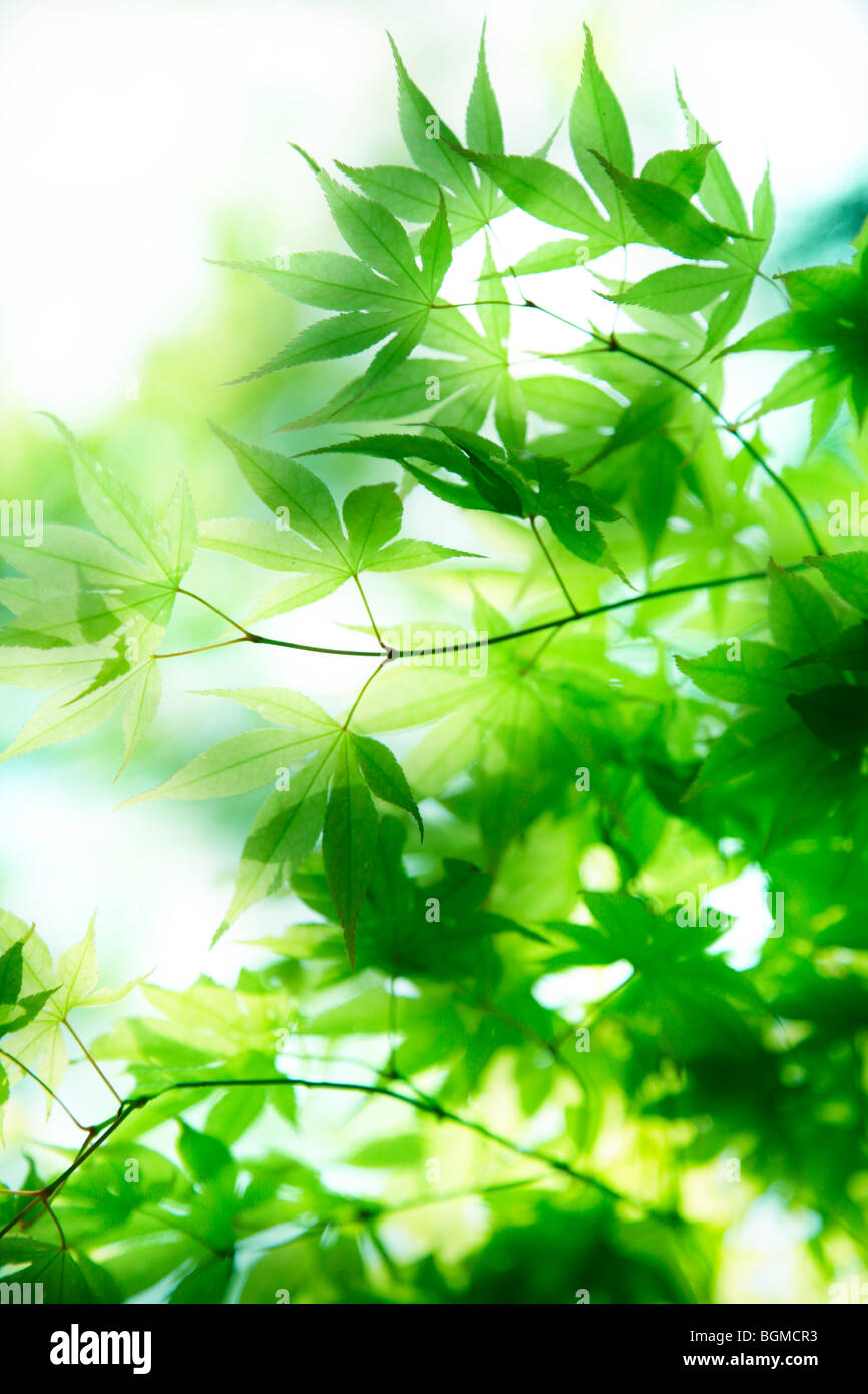 Leafy green tree branches Stock Photo - Alamy