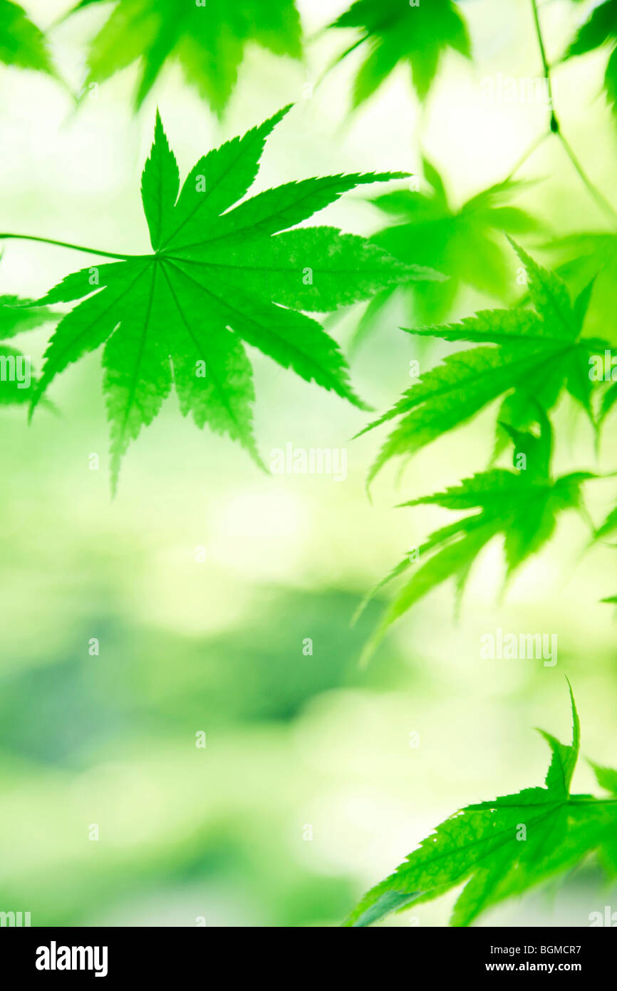 Leafy frame hi-res stock photography and images - Alamy