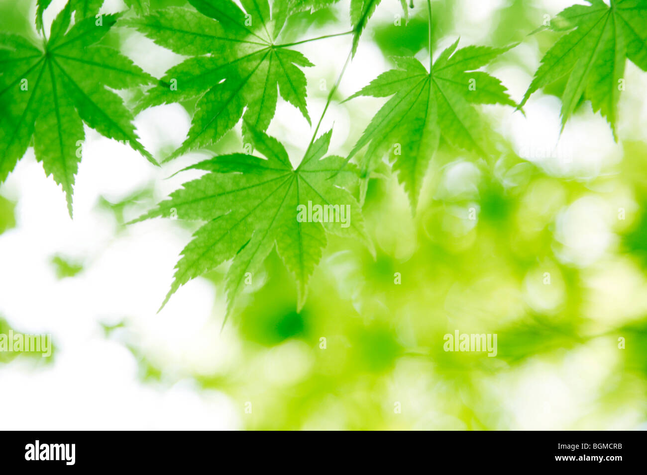 Leafy green tree branches Stock Photo - Alamy