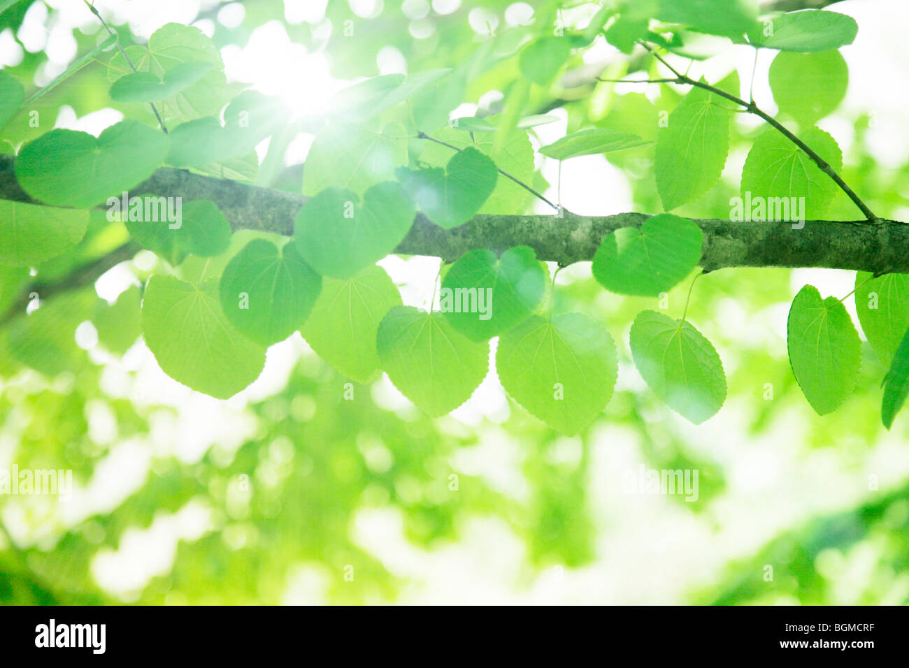Leafy green tree branch Stock Photo - Alamy