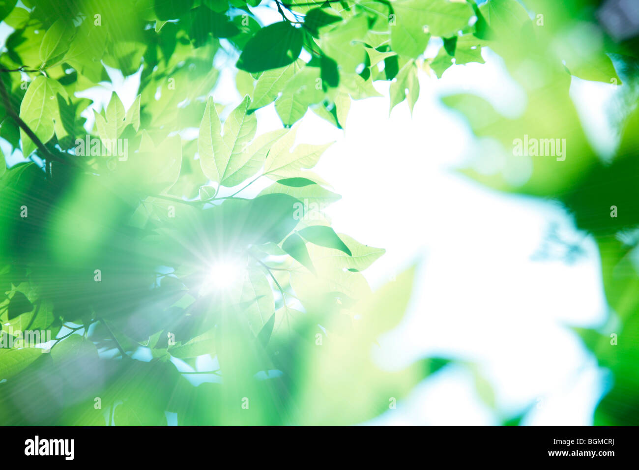 Leafy green tree branches Stock Photo - Alamy