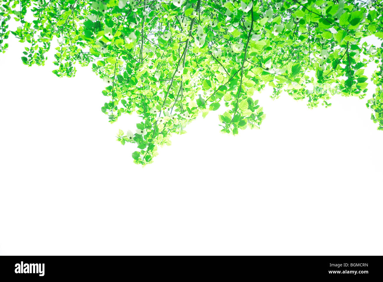 Leafy green tree branches Stock Photo - Alamy