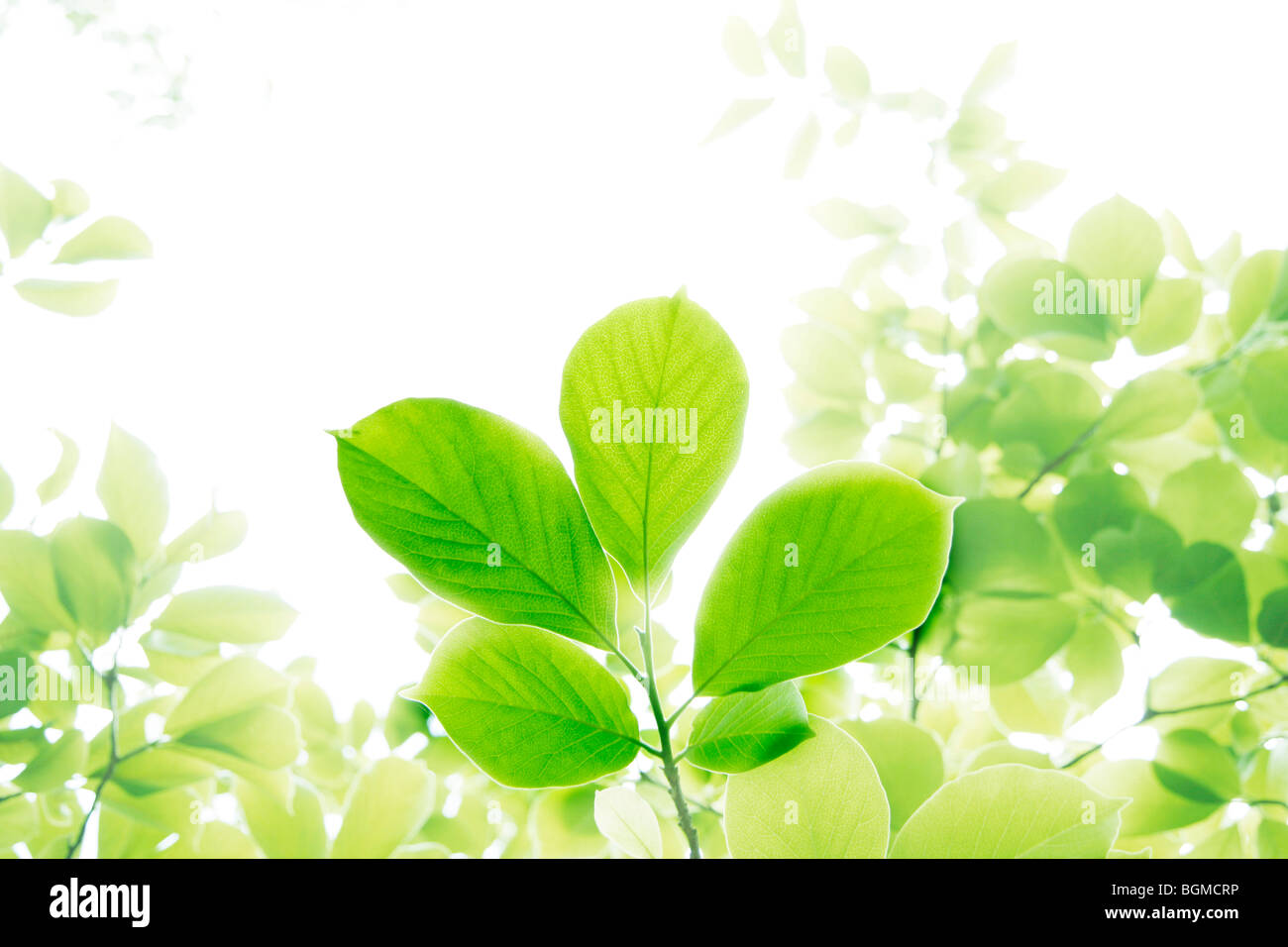 Leafy green tree branches Stock Photo - Alamy