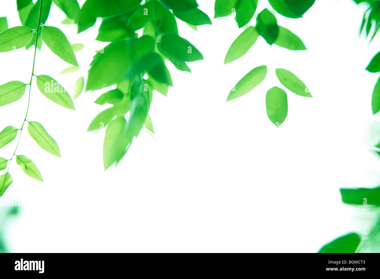 Leafy green tree branches Stock Photo - Alamy