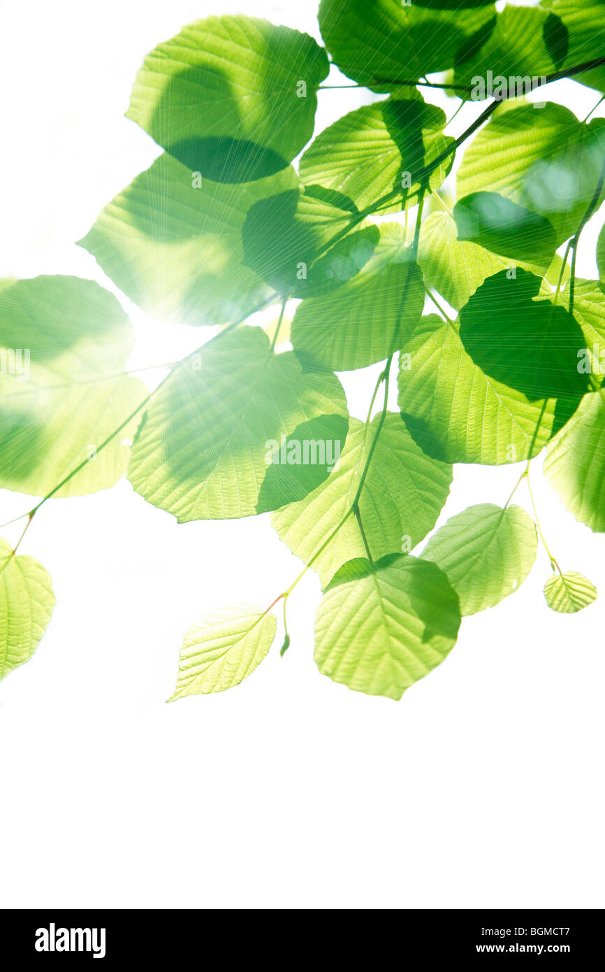 Leafy green tree branch Stock Photo - Alamy