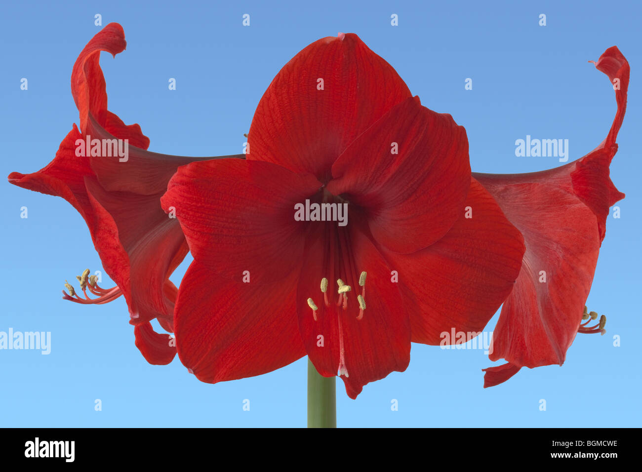 Flowers Amaryllis Red Lion Stock Photo - Alamy