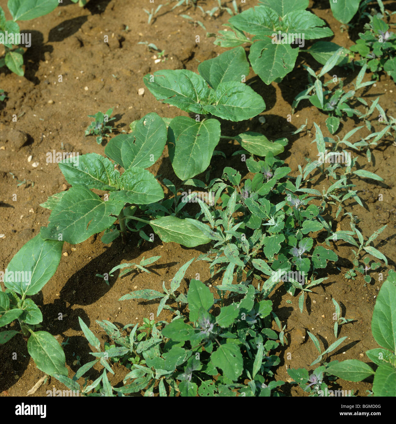 Young sunflower crop with fat hen and Polygonums between the row ...