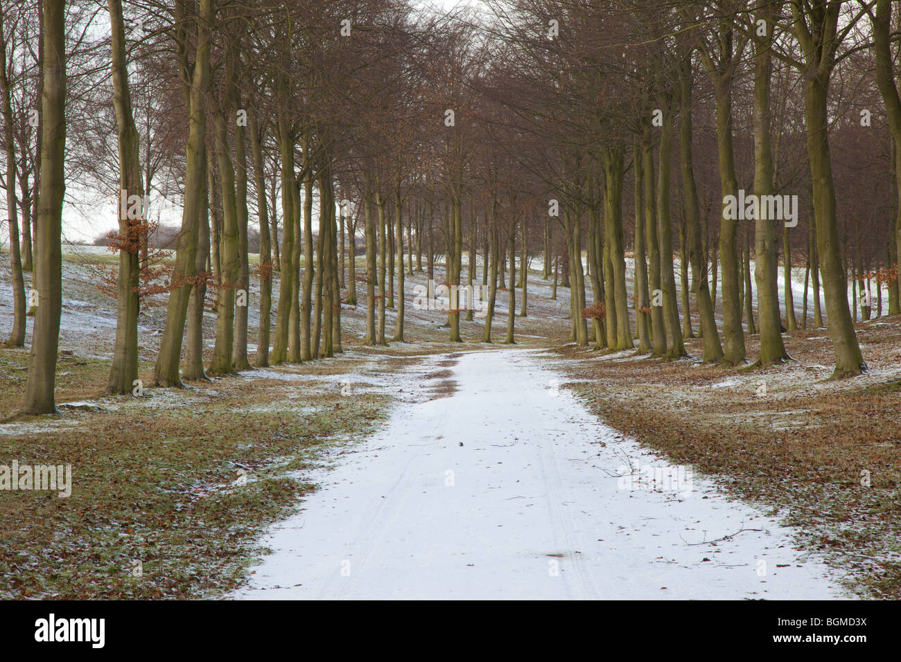 Tree lined avenue in snow on Bramham Park Estate Stock Photo - Alamy