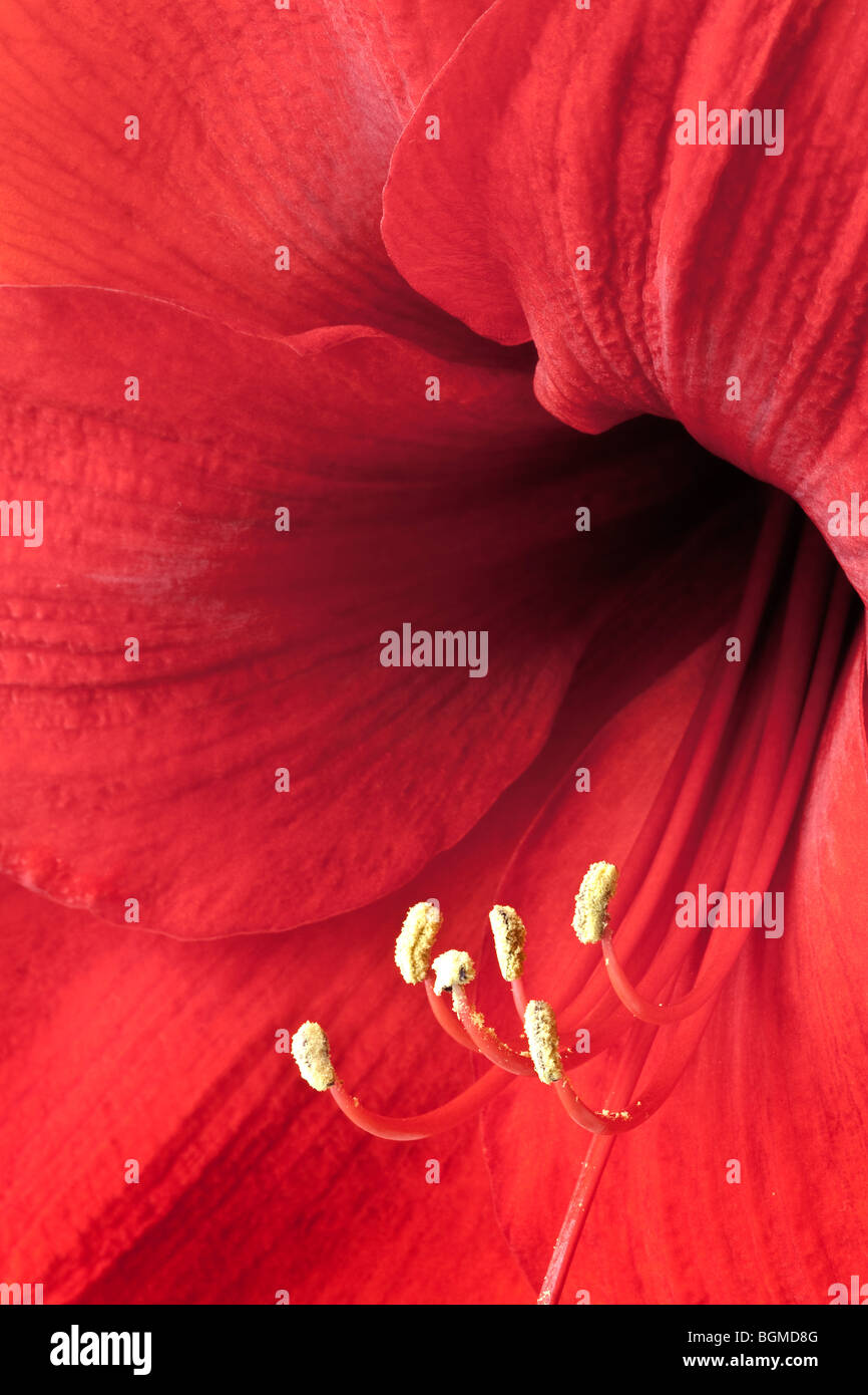 Flowers Amaryllis Red Lion Stock Photo - Alamy