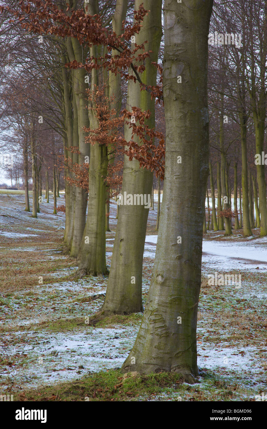 Tree lined avenue on Bramham Park Estate Stock Photo - Alamy