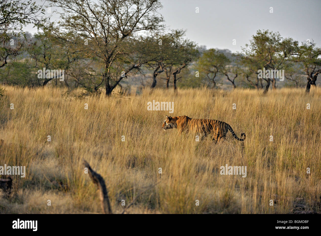 Tiger in the dry grasses of Ranthambore tiger reserve Stock Photo - Alamy