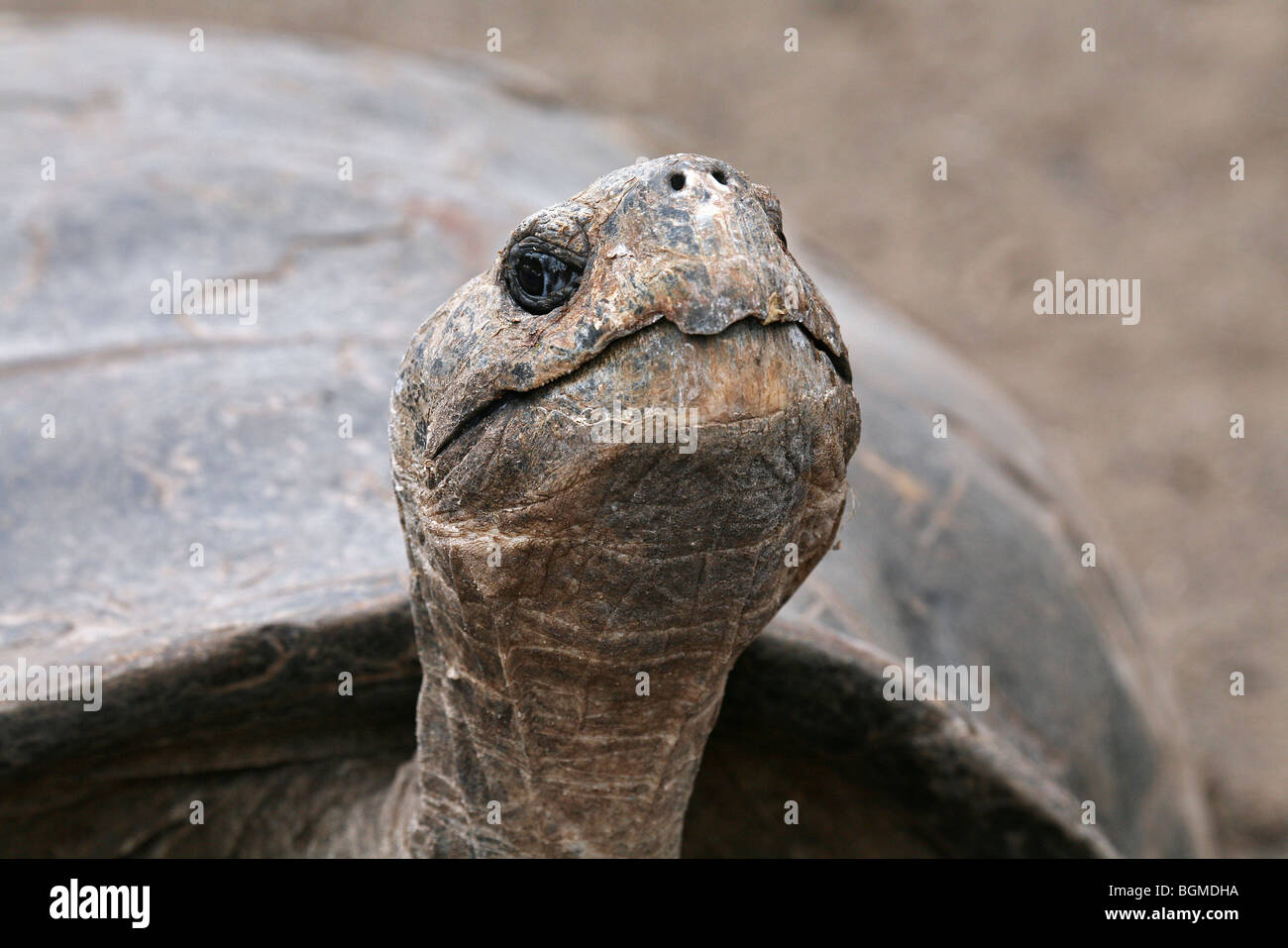 Galapagos giant tortoise (Geochelone elephantopus / Chelonoidis nigra ...